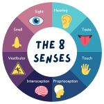 Sensory processing differences – Sensory Street